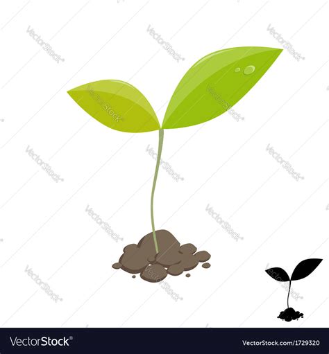 Plant Sprout Drawing