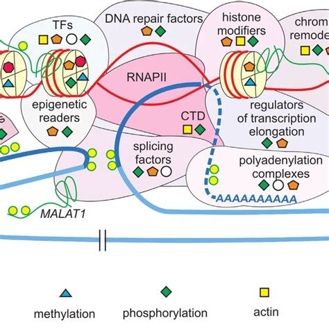 Serine Arginine Rich Splicing Factors Localized In Nss Download Scientific Diagram