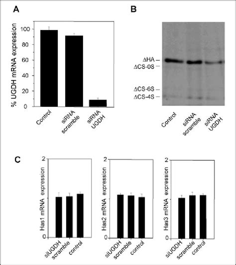 A Ugdh Mrna Quantification By Rt Pcr In Aosmcs Transfected With No