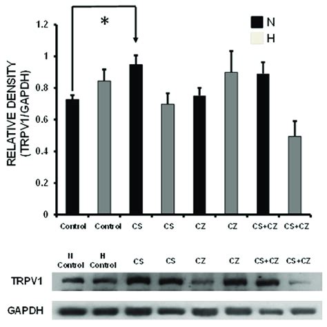 Expression Of Trpv1 In The Cardiac Tissue From Normotensive N And Download Scientific Diagram