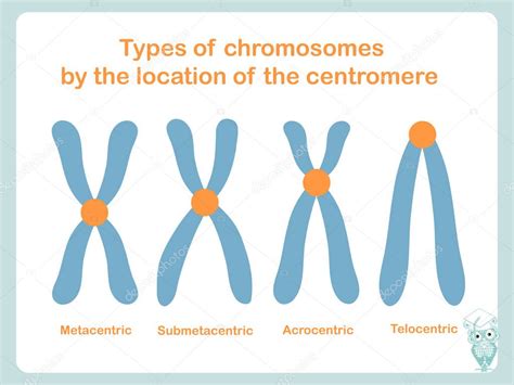 Types Of Chromosomes