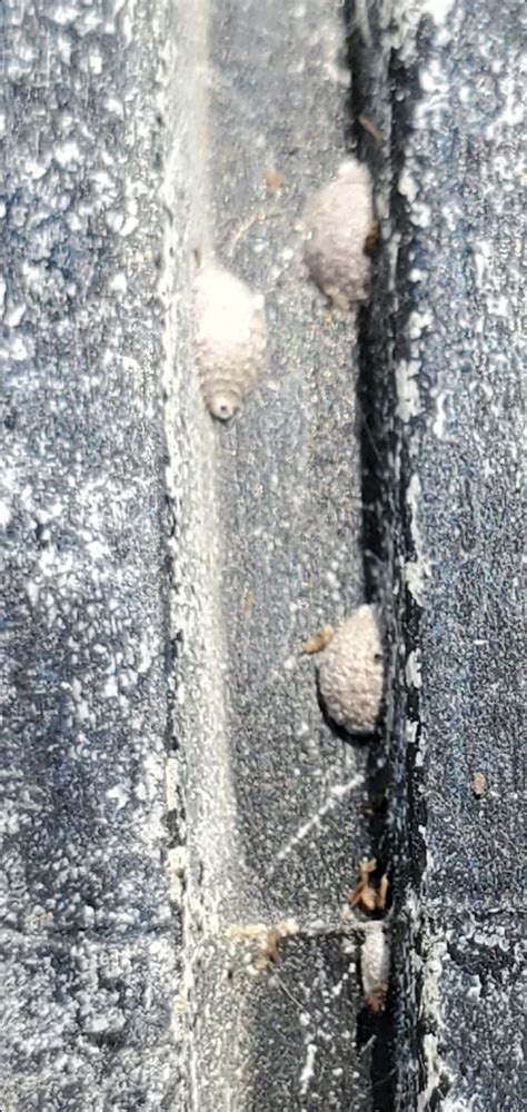 Bug Egg Sack R Whatsthisbug