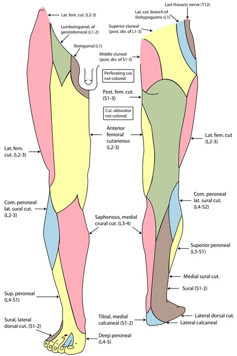 Cutaneous Innervation Of The Lower Limbs Wikipedia