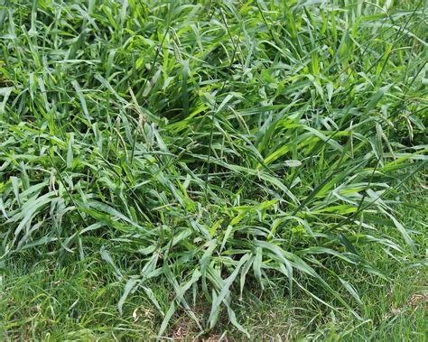 Effective Methods For Crabgrass Control In Burlington Nc
