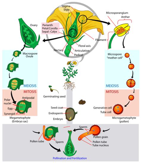 Difference Between Angiosperm And Gymnosperm