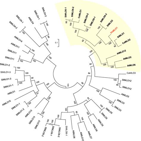 Phylogenetic Tree Of Mlo Proteins The Neighbor Joining Method Was