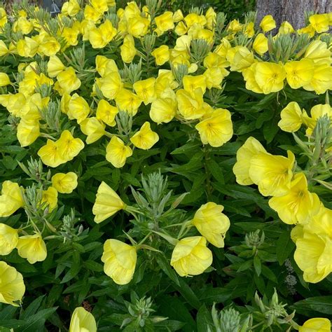 Primrose Seeds Sow True Seed