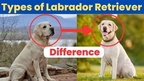 How Many Types Of Labrador Retriever Labrador कितनी तरह के होते है
