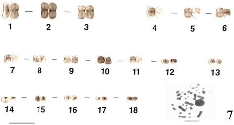 C Stained Male Karyotype And Female Metaphase Complement Of Download Scientific Diagram