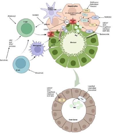Treatments And Molecular Targetsin The Liver Fxr Agonists Ppar Download Scientific Diagram