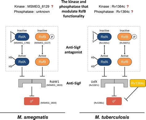 Centrifuge Sigma Factor At Elizabeth Hewitt Blog