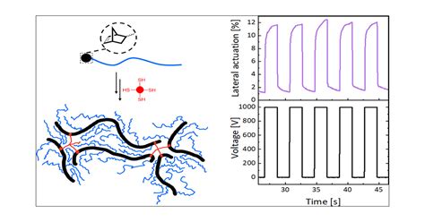 On Demand Cross Linkable Bottlebrush Polymers For Voltage Driven Artificial Muscles Acs