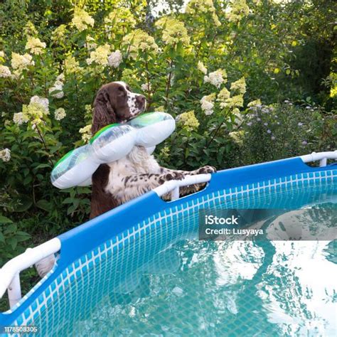 수영 반지와 영어 스프링스패니얼 두려워하고 정원에서 수영장을 들여다 잉글리시스프링어스패니얼에 대한 스톡 사진 및 기타 이미지 잉글리시스프링어스패니얼 행복 0명