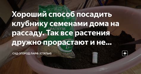 Хороший способ посадить клубнику семенами дома на рассаду Так все растения дружно прорастают и