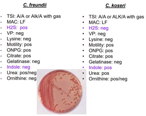 Enteric Pathogens Flashcards Quizlet