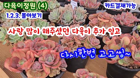 다육이정원 4 123편 몰아보기 예쁜 신상 군생들 가격은 대박이라요~ 라우렌시스 휴밀리스 홍옥 핑클루비 피치스앤크림