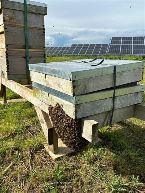 Buzzing With Solar Honey Low Carbon Hub