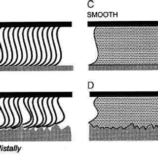 Morphology Of Tree Frog Toe Pads A White Tree Frog Litoria Download Scientific Diagram