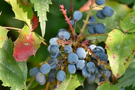 무료 사진 자연 잎 과일 와인 관목 플로 라 농업 무리 지점 야외에서