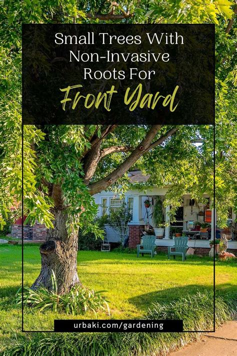 Small Root Trees Artofit