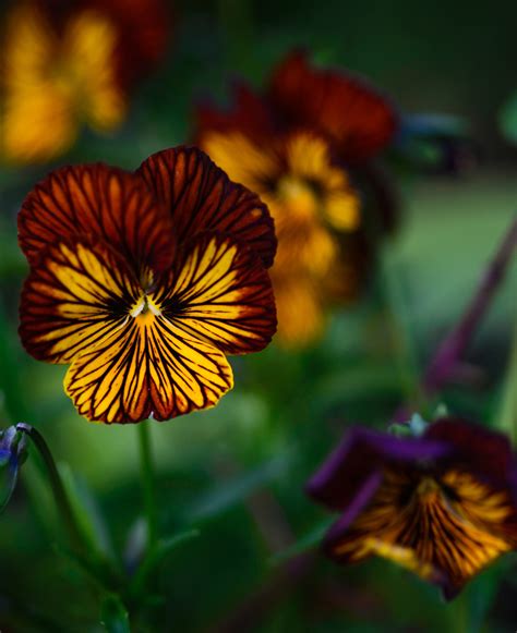 Viola Cornuta Tiger Eye Red Hayloft