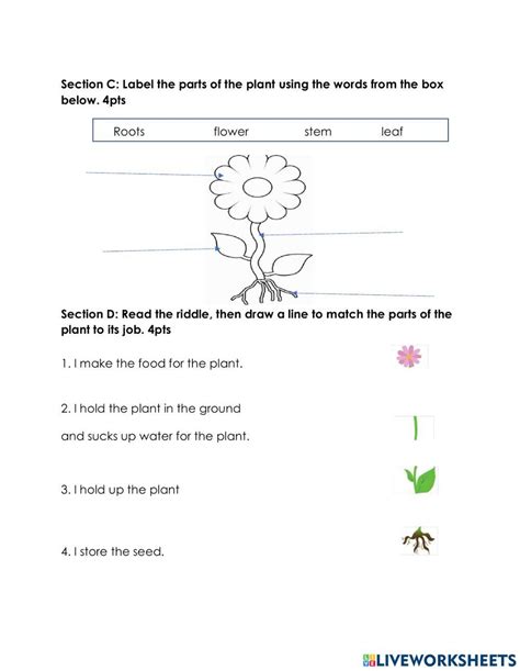 Parts Of A Plant Online Exercise For 2 Live Worksheets