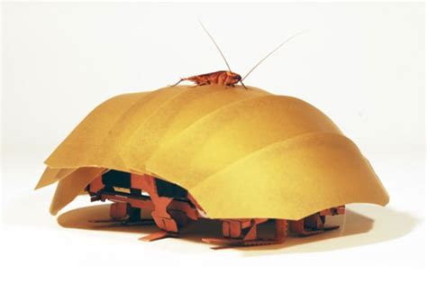 This Robot Cockroach Could Eventually Help Search And Rescue Teams The Verge