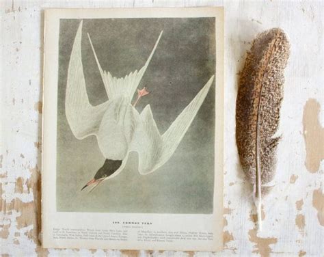 Common Tern Vintage Bird Plate 1967 Etsy Vintage Birds Bird Plates