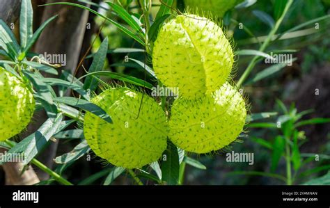 Gomphocarpus Physocarpus Hairy Balls Balloon Plant Balloon Cotton