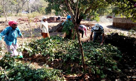 Composting Under The Tree