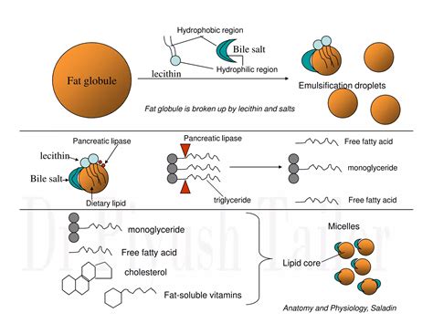 Lipid Digestion Absorption Pdf