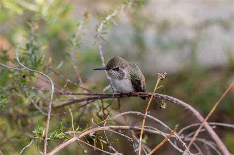 Getting Started With Bird Watching A Beginner S Guide