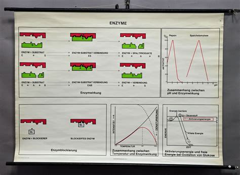 Fantastic School Wall Chart Picture Enzyme Biology Energy Effect