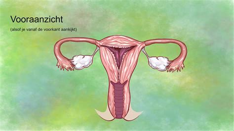 Vrouwelijk Voortplantingsorganen Youtube