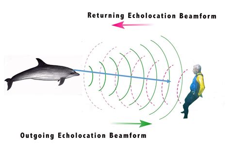 Gangetic Dolphins ·
