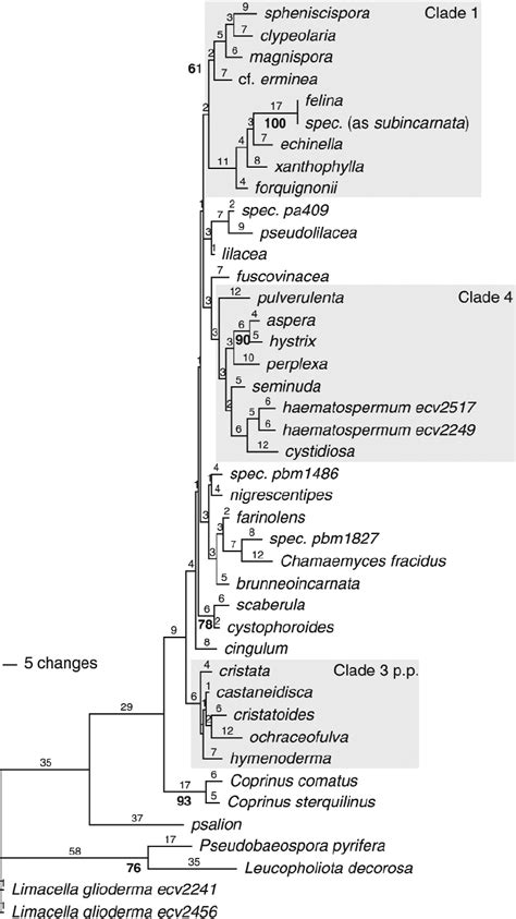 One Of 290 Most Parsimonious Trees Based On The Lsu Data Set