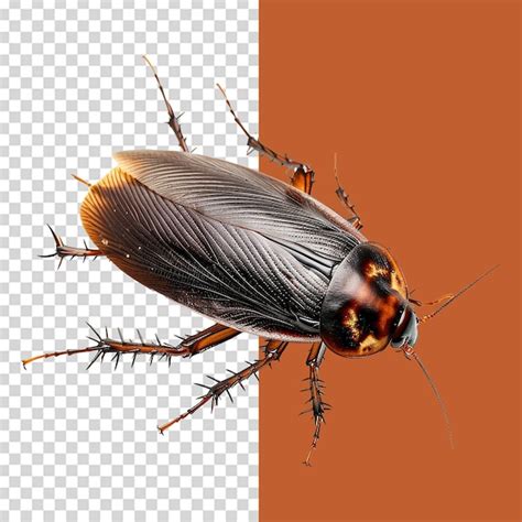 Page 2 Elytra Beetle Evolution Psd High Quality Free Psd Templates