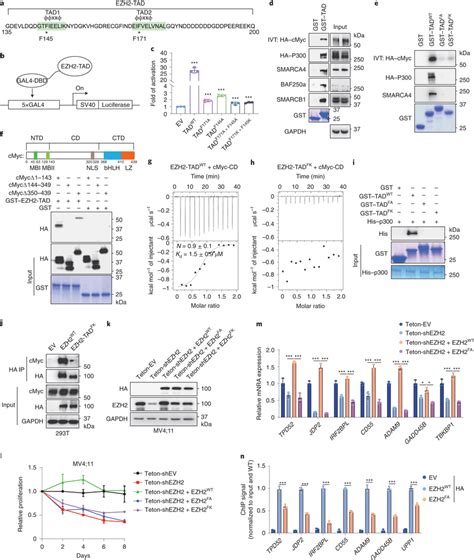 Ezh2 Directly Interacts With Cmyc And Coactivators Via Ezh2 Tad To Download Scientific Diagram