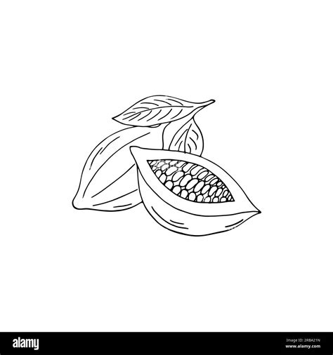Hand Drawn Cocoa Fruit Stock Vector Image And Art Alamy
