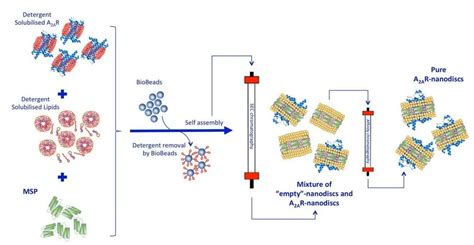 Synthetic Nanodisc A Promising Solution For Undruggable Membrane Proteins Dima Biotechnology