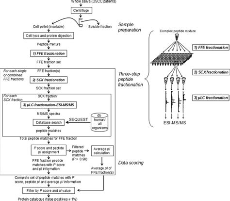 Sample Preparation And Proteomics Method Used The Entire Process