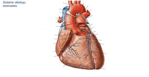 Südame Väliskuju Eestvaates Diagram Quizlet