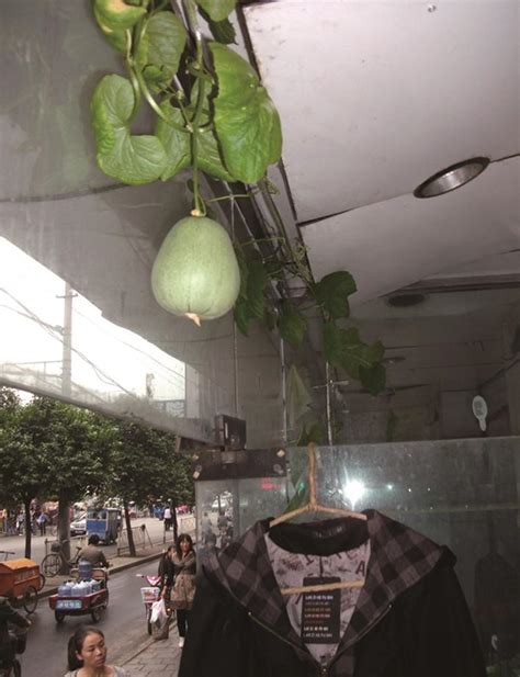 江海晚报 种瓜得瓜