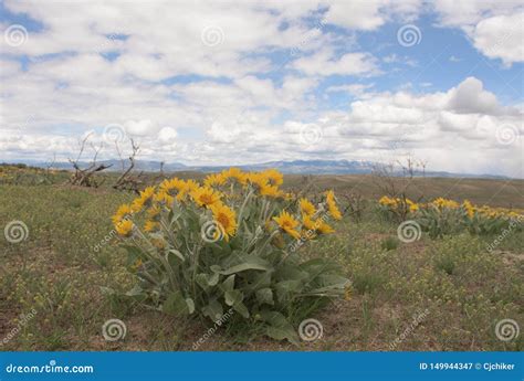 Arrowleaf Balsamroot Balsamorhiza Sagittata Yellow Wildflowers Stock