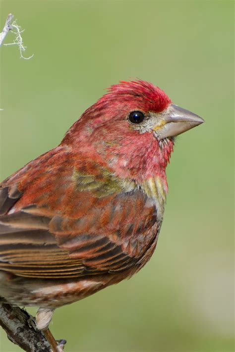 Purple Finch Vs House Finch