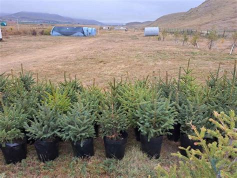 Маргааш бүх нийтээрээ мод тарих өдөр Jim Mn