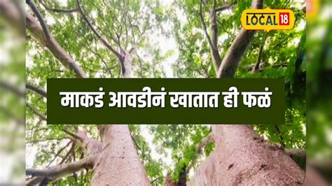 Gorakh Imli Tree News18 मराठी