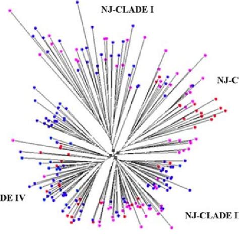 Clustering Of Selected Accessions Using Neighbour Joining Method And
