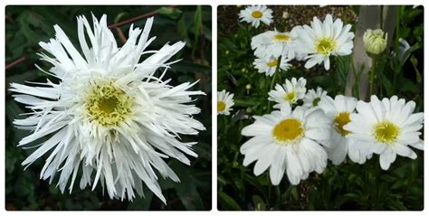 Ромашка садовая крупная многолетняя посадка и уход