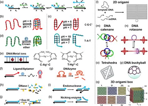 Functional Dna Structures And Their Biomedical Applications Ccs Chemistry